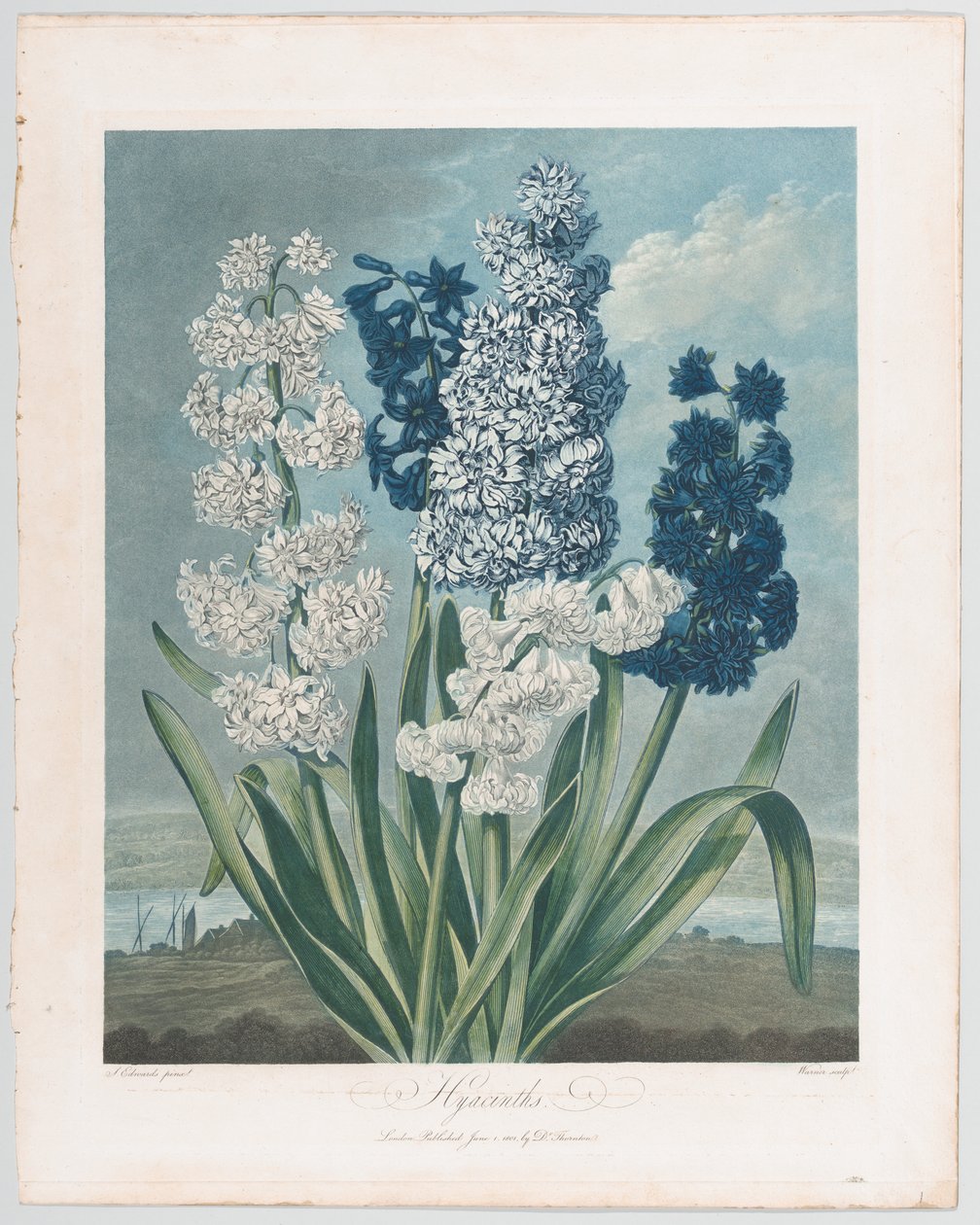 Hyacinths, from The Temple of Flora, or Garden of Nature
