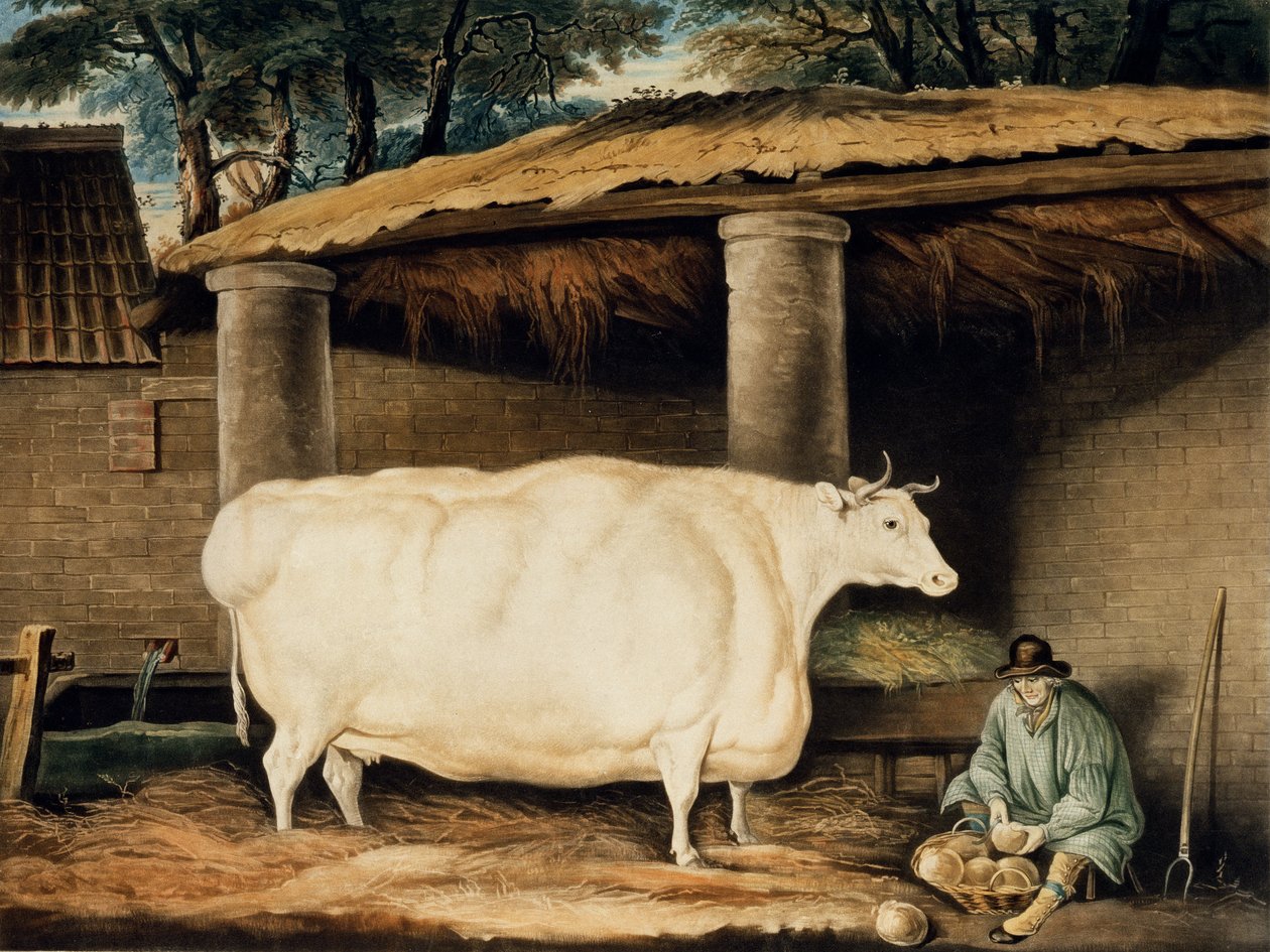 A Short Horned Heifer, Engraved by William Ward, Dartington