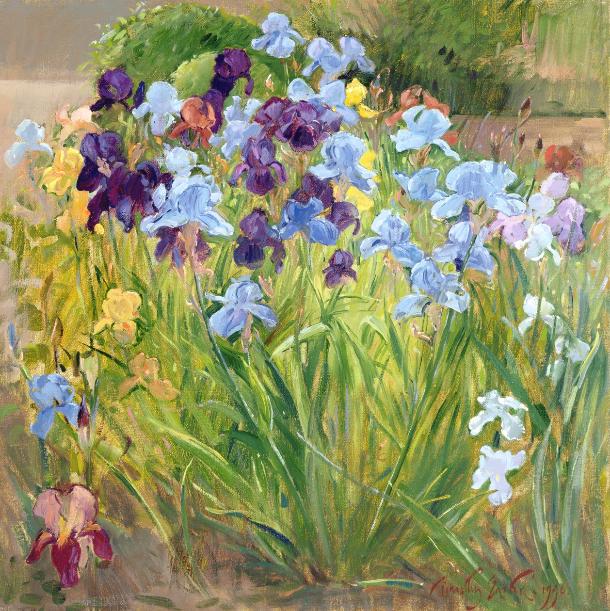 The Iris Bed, Bedfield by Timothy Easton: Fine art print