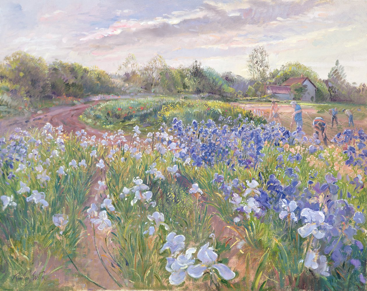 Sunsparkle on Irises by Timothy Easton: Buy fine art print