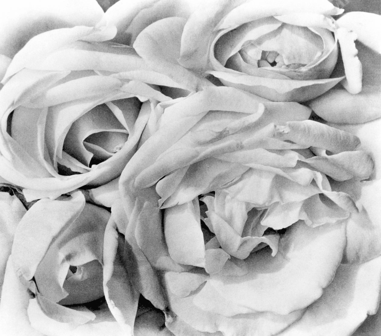 Roses, Mexico City, 1924 by Tina Modotti: Fine art print