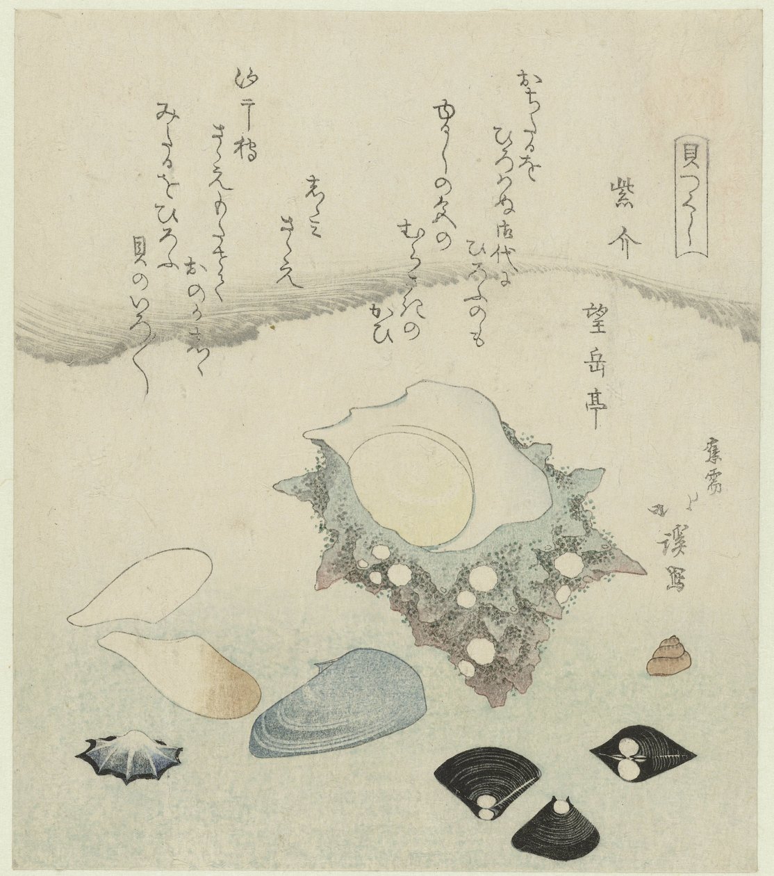 Purple Shell, Freshwater Venus Clams, and a Turban Shell