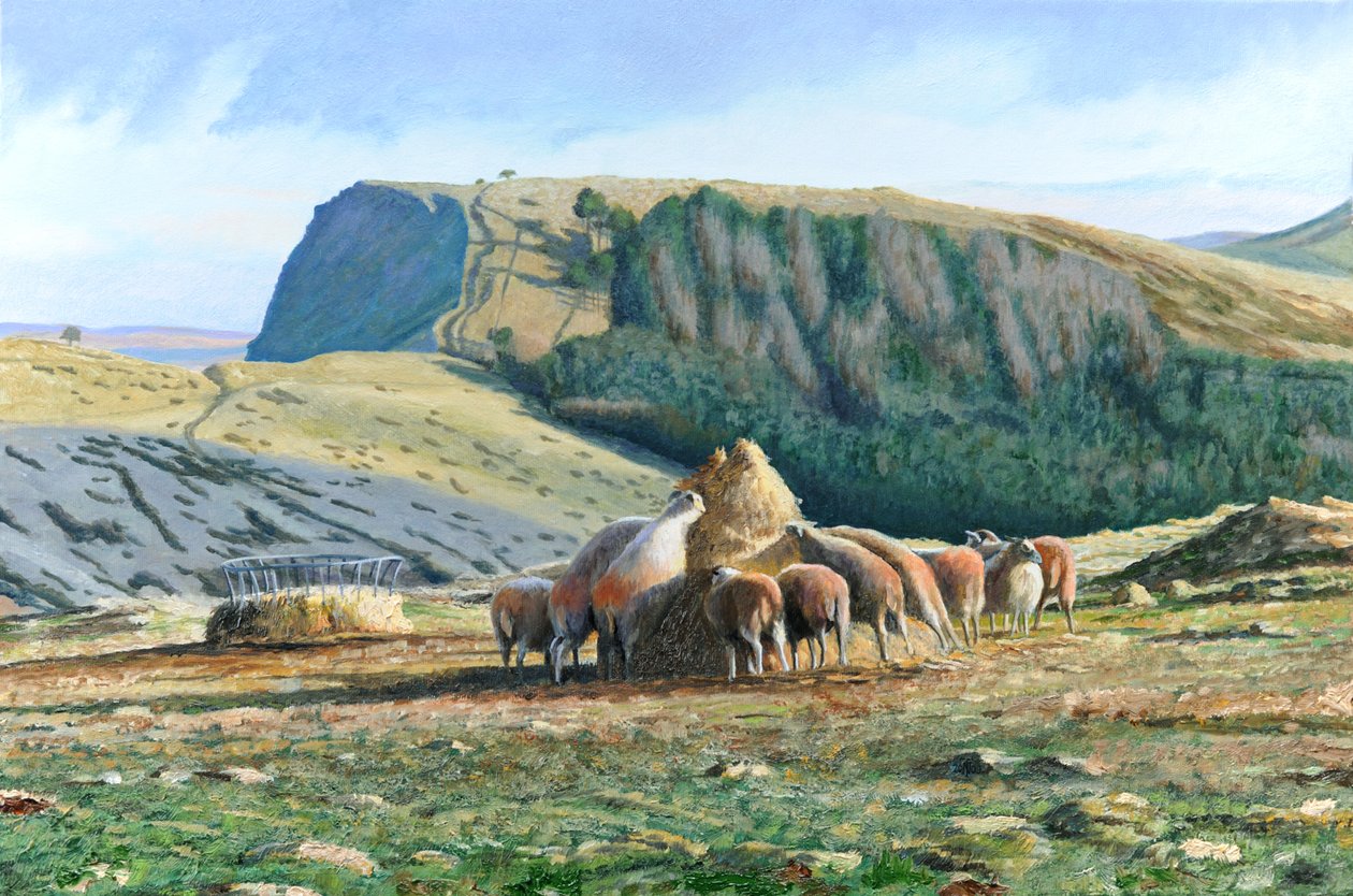 Sheep Feeding by Trevor Neal: Buy fine art print