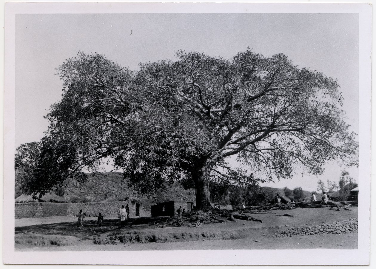 Tree with Broad Spreading Canopy in Front of Village Wall, Axum, Ethiopia