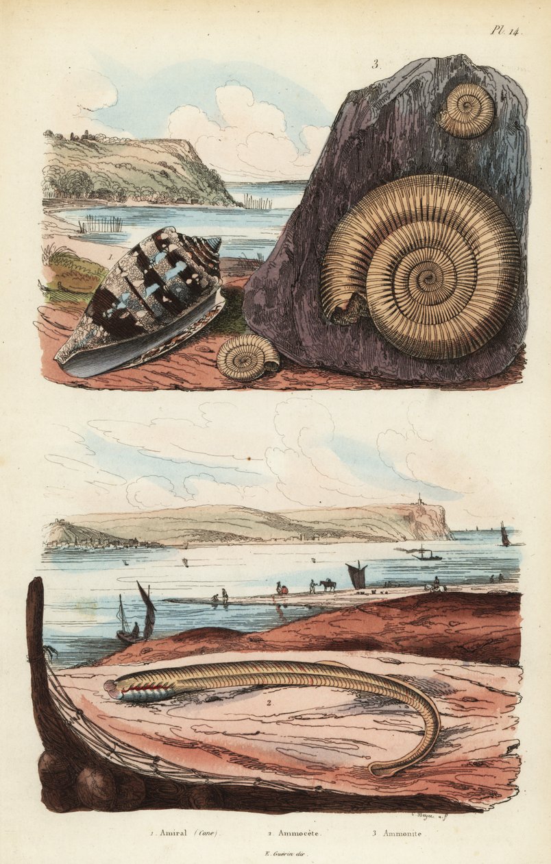 Admiral cone, Conus ammiralis, ammocete or larval stage of lamprey ...