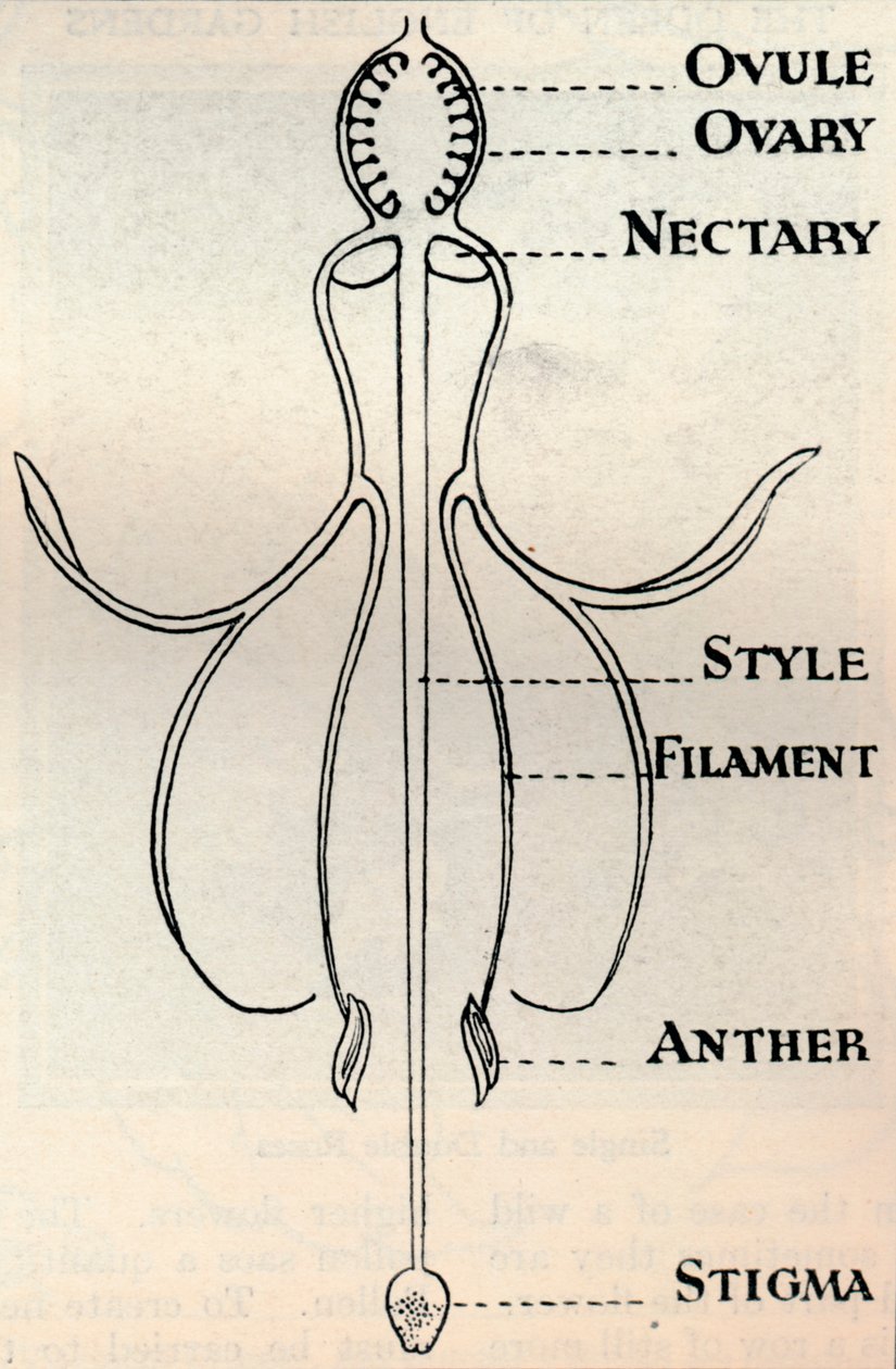 Diagram of a Fuchsia Flower, Showing the Mechanism Employed to Produce ...