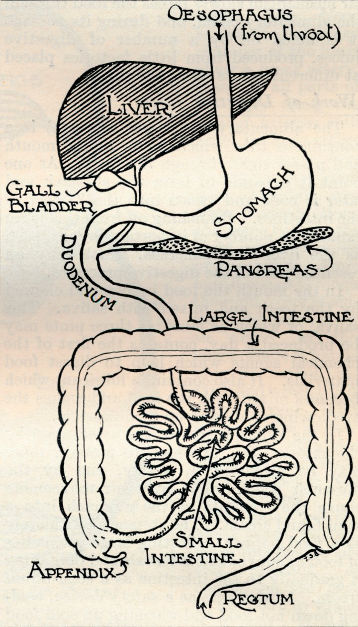 Alimentary Canal Diagram Definition Of The Digestive Tube Alimentary