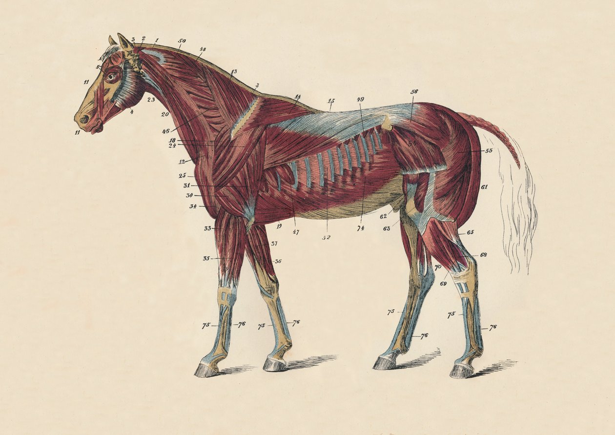 External Muscles and Tendons of the Horse's Body, c. 1879