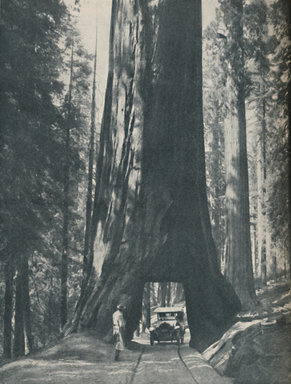 Fine Specimen of the Largest Organism That Ever Lived, c. 1935
