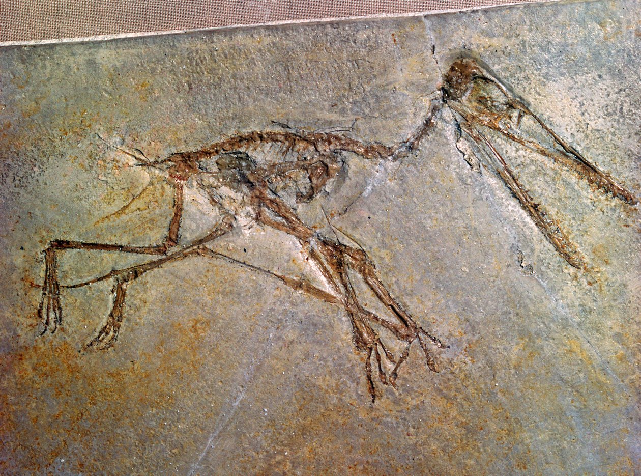 Fossil Skeleton of a Pterodactyl, from the British Museum's Collection