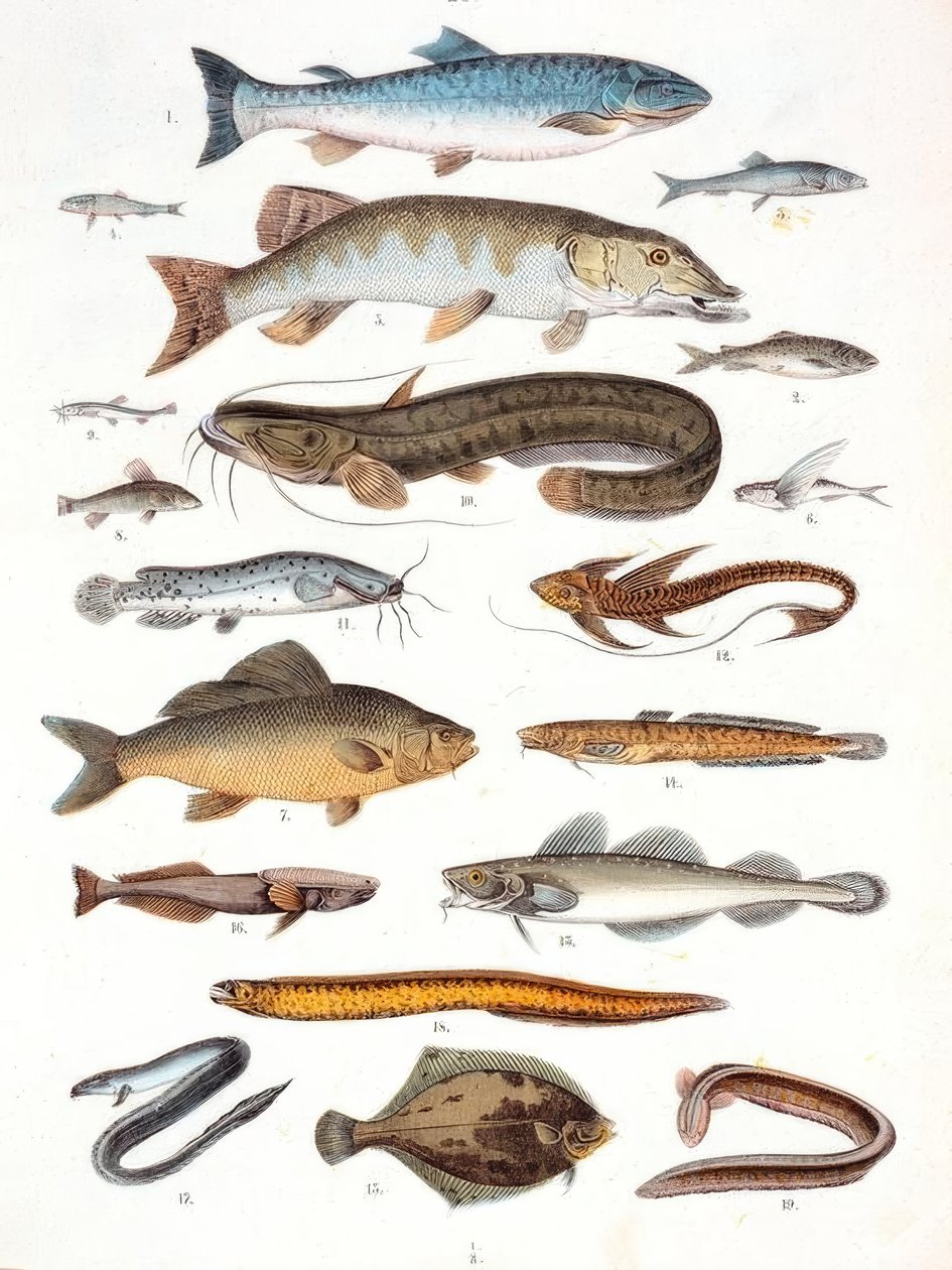 Bony Fish and Soft-Finned Fish by Unbekannt