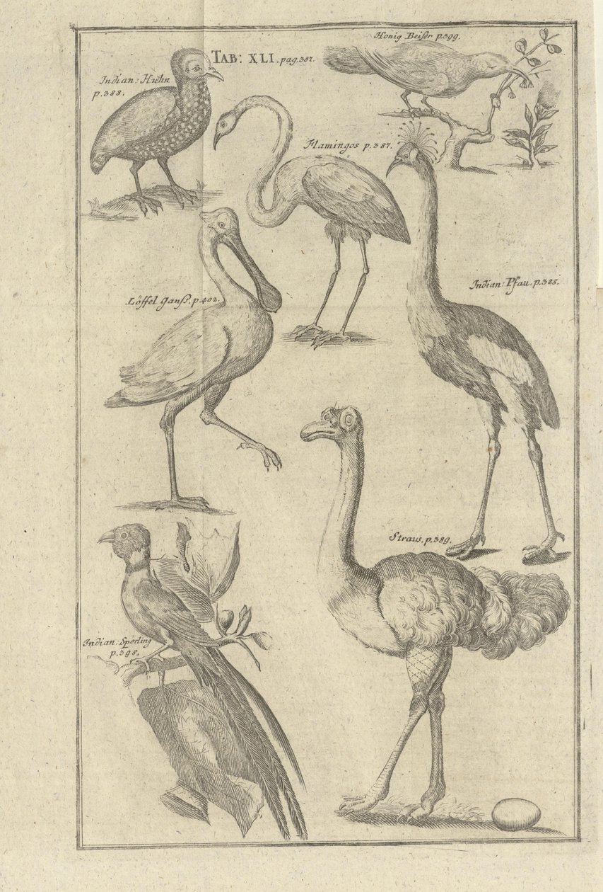 Illustration from the Book Description of the Cape of Good Hope and Its ...