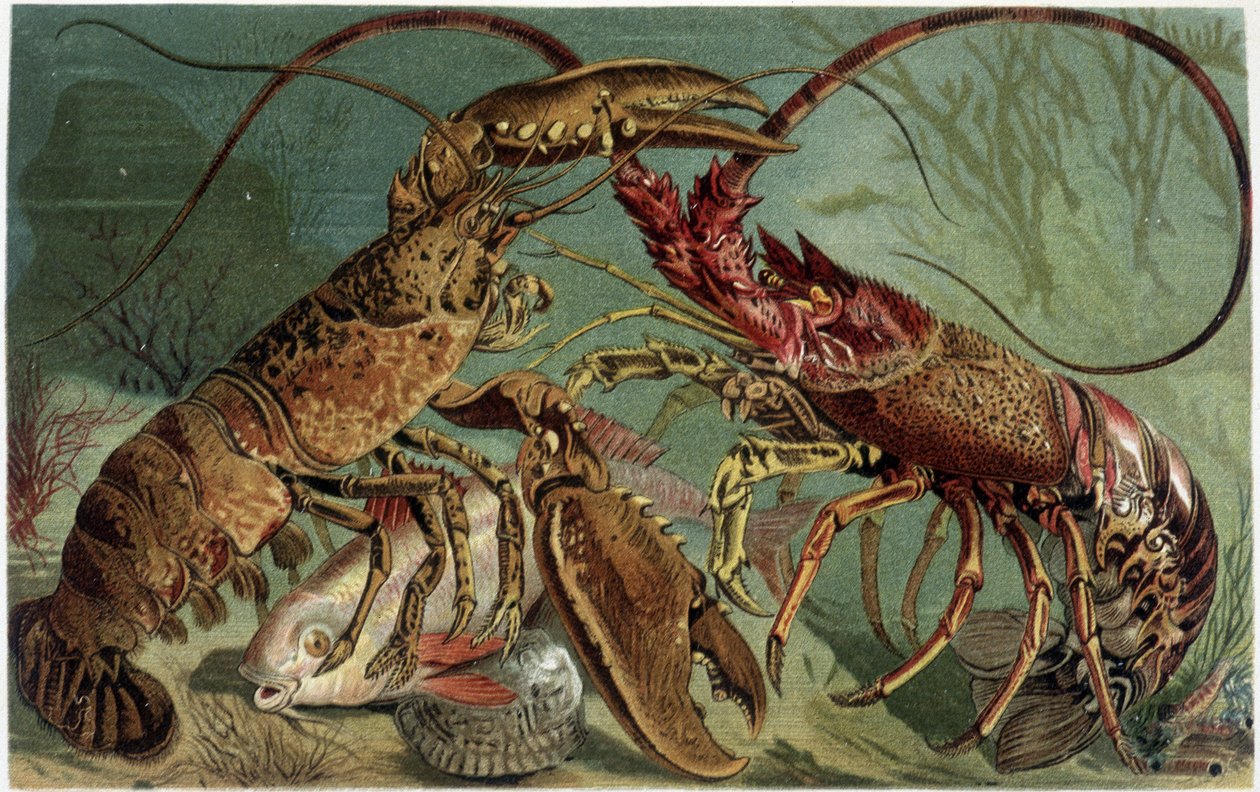 Lobster and lobster confronting each other - in 'La Vita degli animali ...