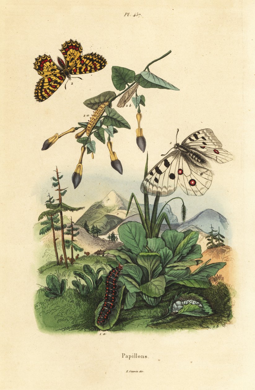 Mountain Apollo Butterfly and Southern Festoon, Larva and Pupa