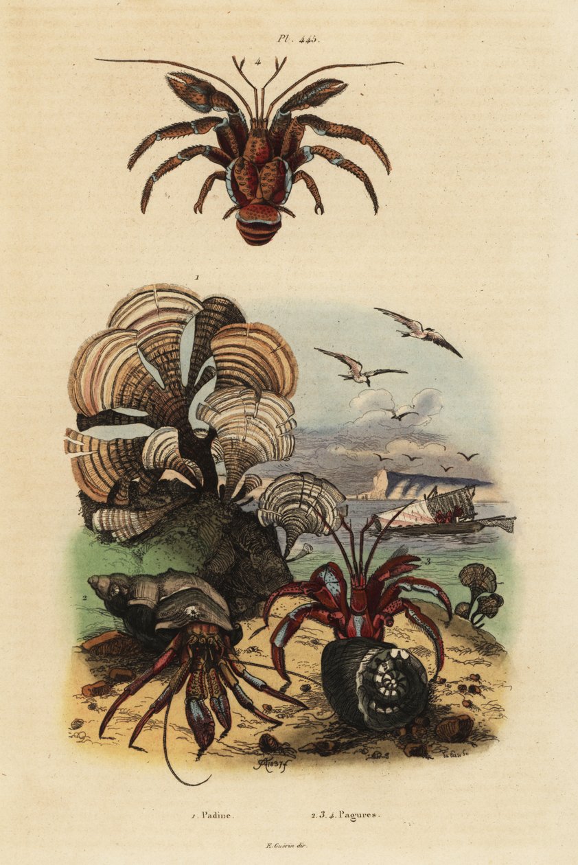 Peacock's Tail Algae, Common Hermit Crab, Blue-eyed Hermit Crab, and ...