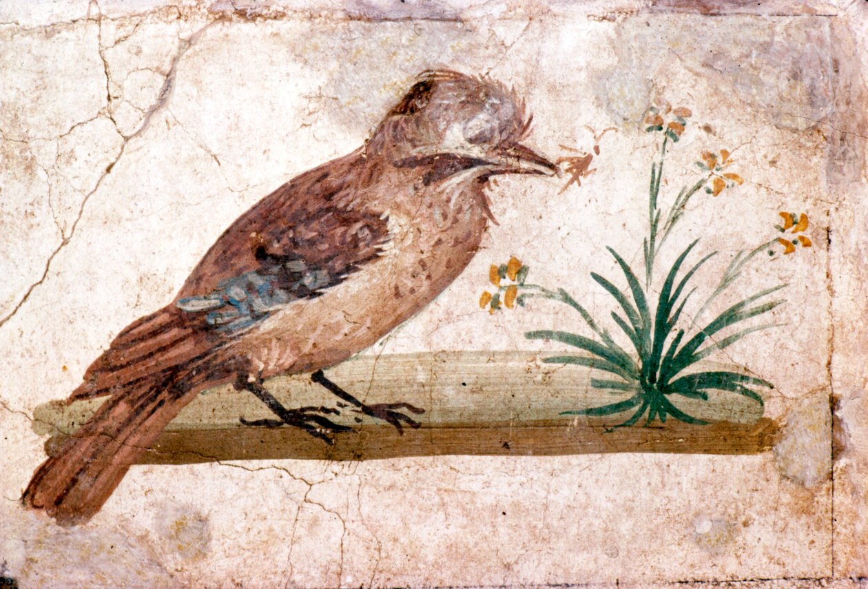 Roman Wall Painting of Jay from Boscoreale near Pompeii