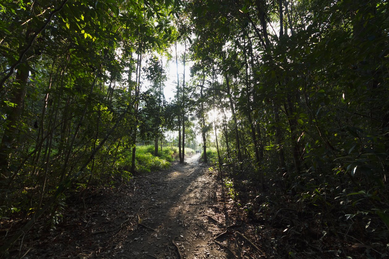 Path in the jungle by Camp Leaky, Tanjung Puting National Park, Central ...