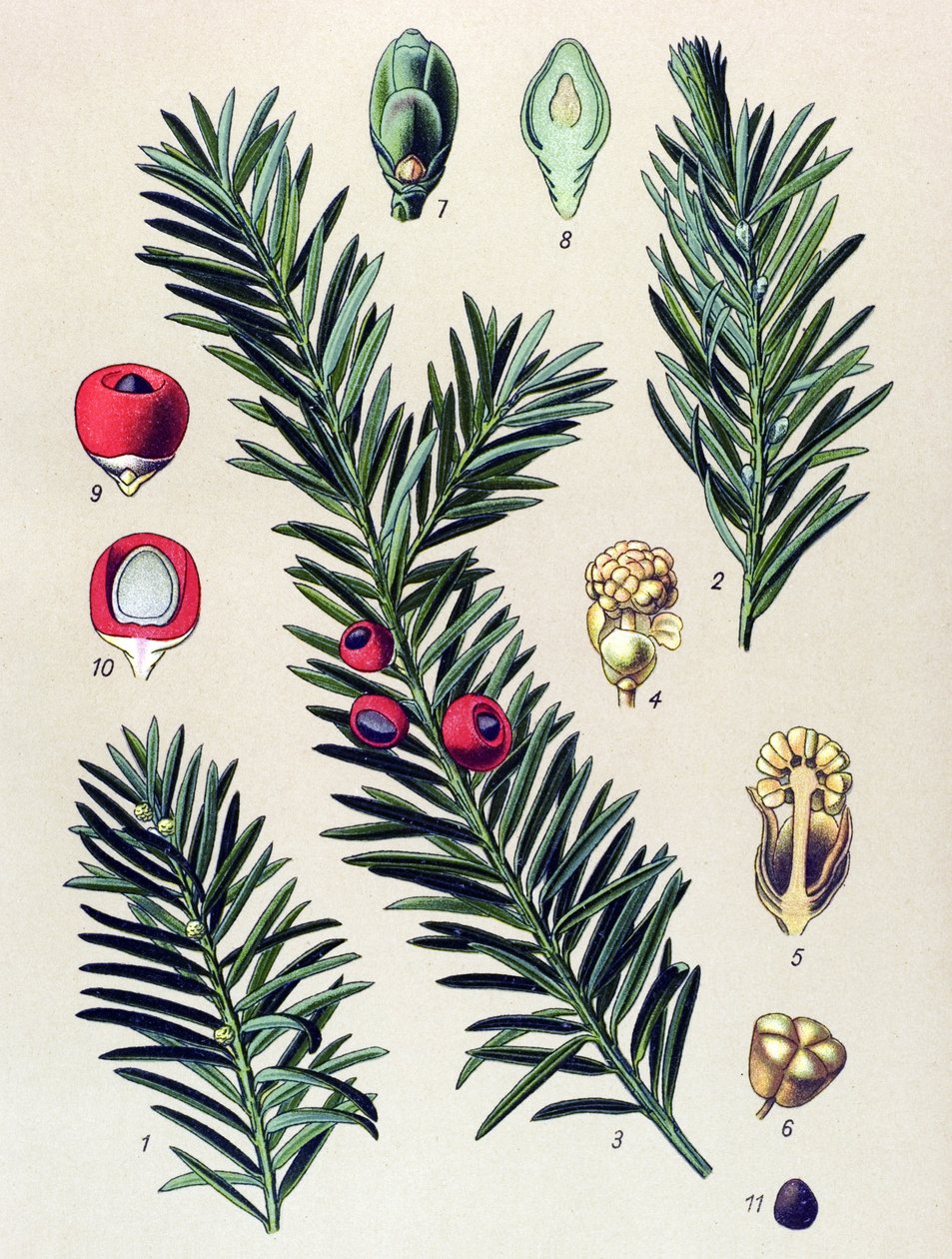 Botanical Board, Poisonous Plant: Common Yew (Taxus baccata)