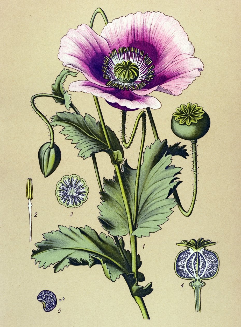 Botanical Illustration Poppy