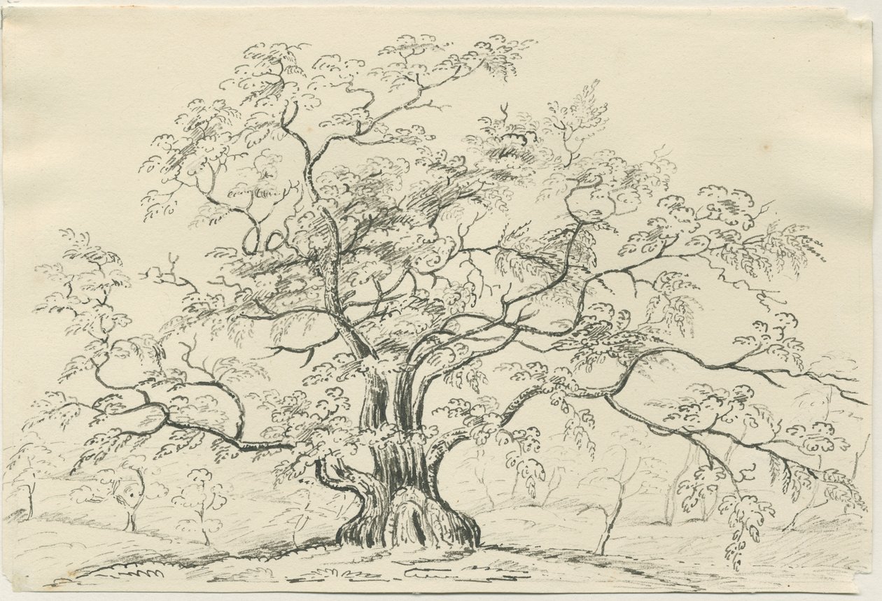 Cannock Chase: pen and pencil drawing by Unbekannt