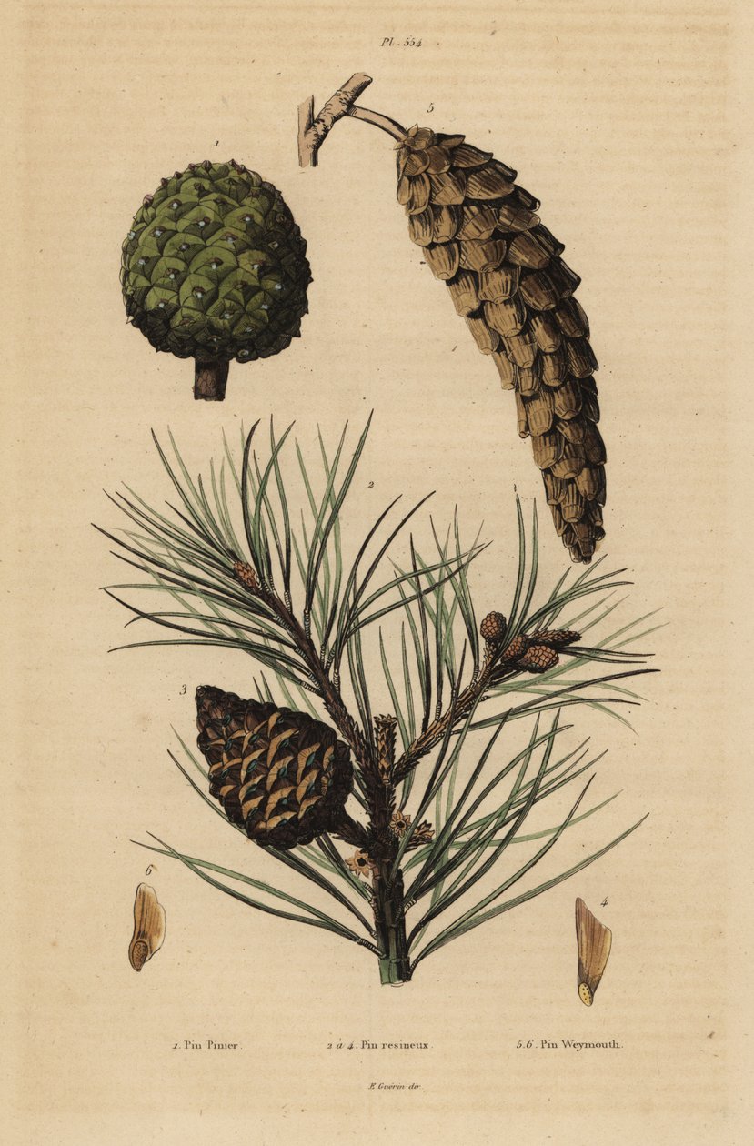 Red Pine Drawing