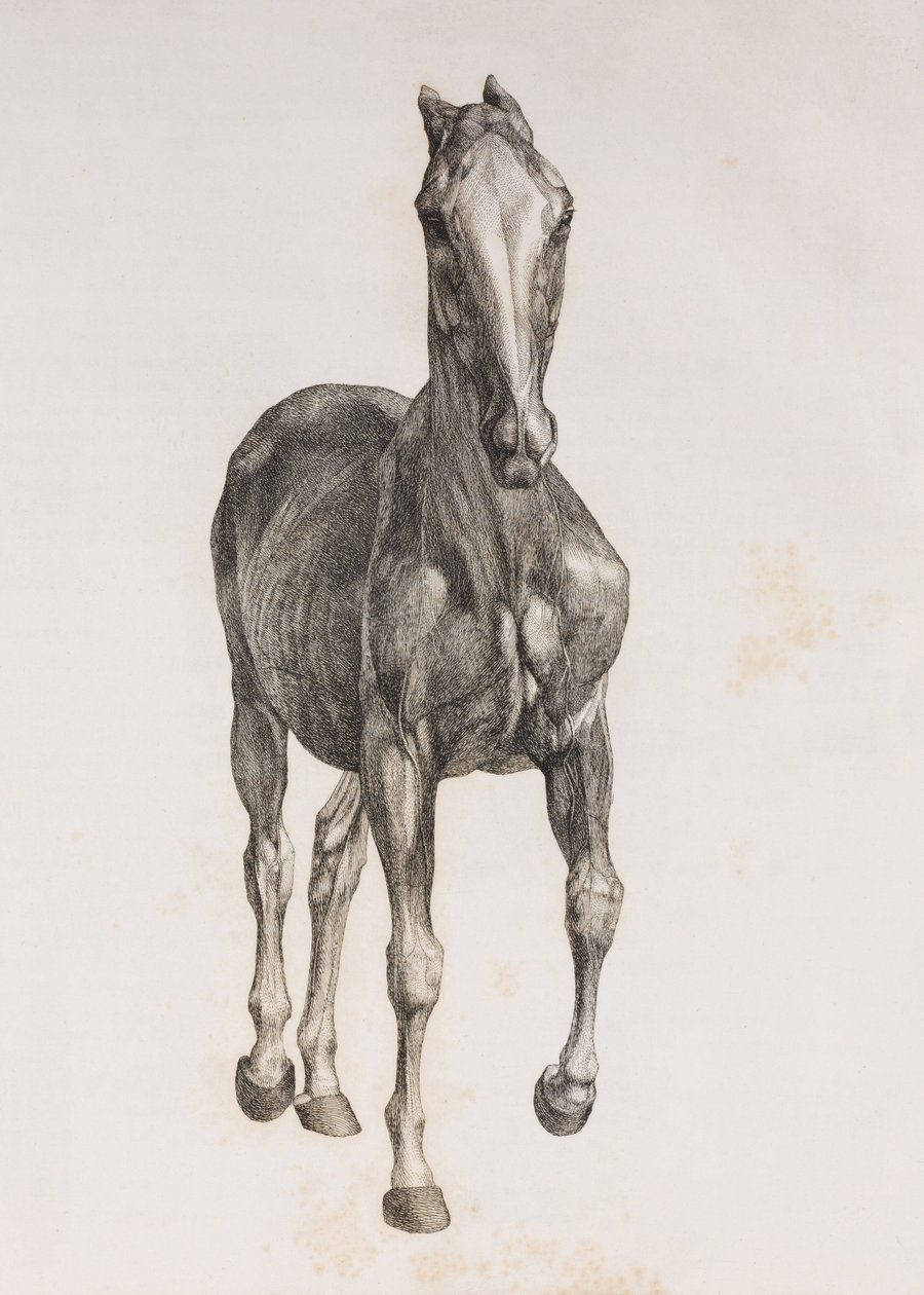 First dissected layer of a horse, front view by Unbekannt