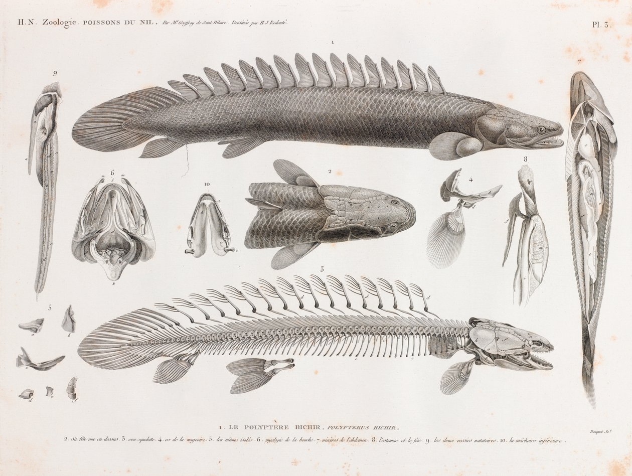 Fish: Polypterus Bichir, Anatomy by Unbekannt