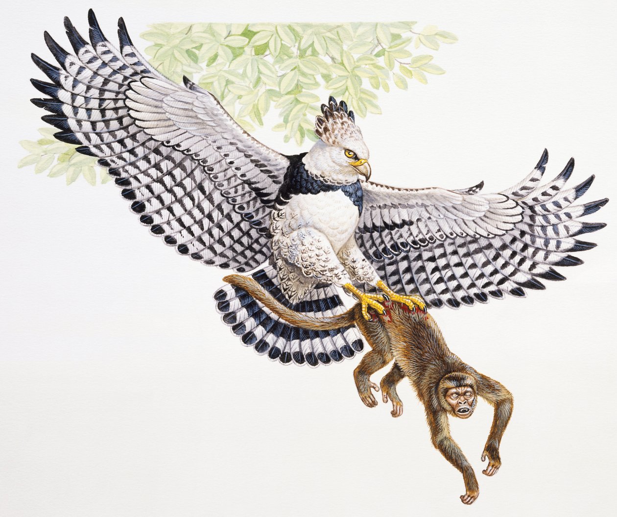 Harpy eagle, Harpia harpyja, catches a Capuchin monkey in its talons