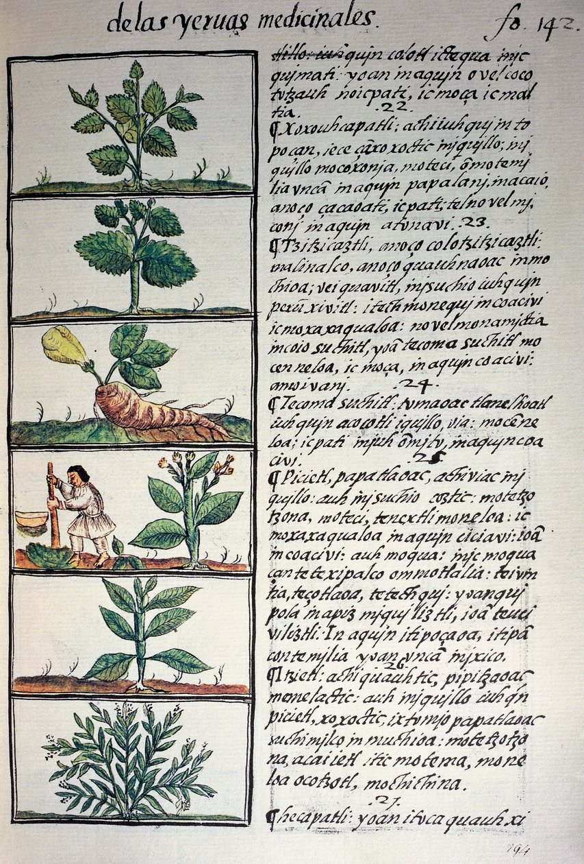 Medicinal plants, text in Nahuatl, facsimile of manuscript General ...