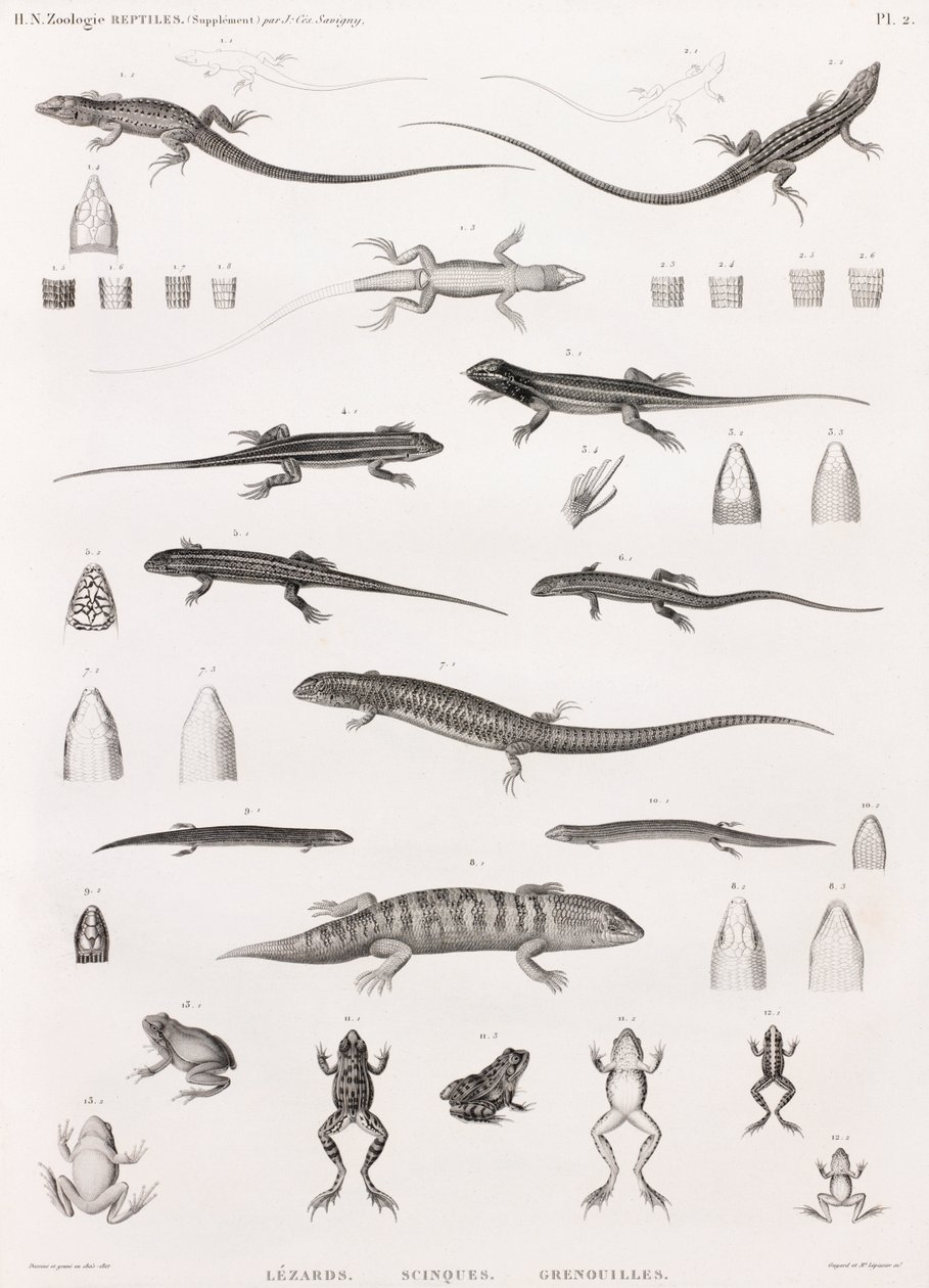 Reptiles: Series of Illustrations of Lizards, Skinks, and Frogs