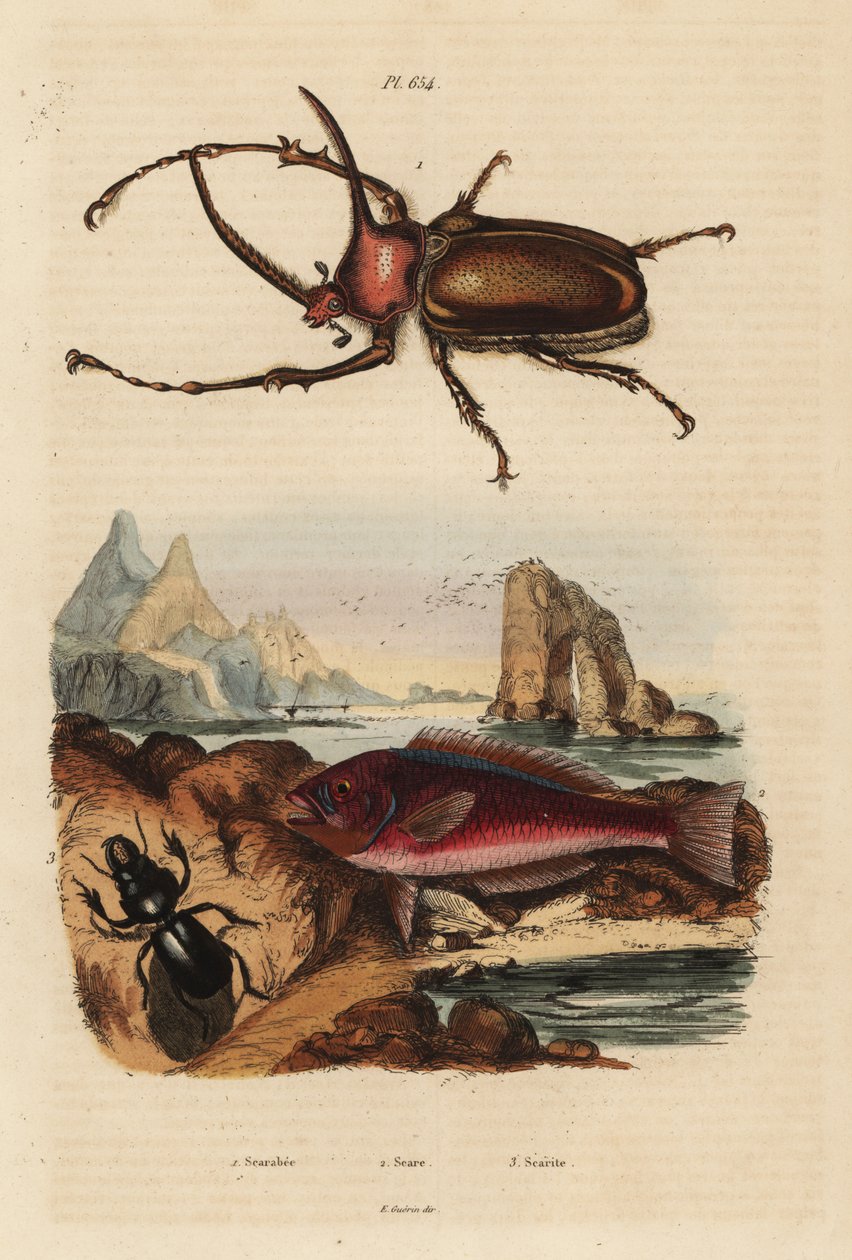 Rhinoceros scarab beetle, Golofa porteri, Cretan scar-fish, Scarus ...