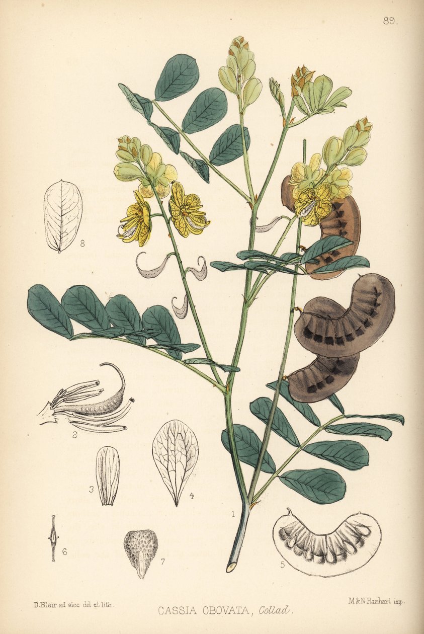 Senegal senna. Handcoloured lithograph by Hanhart after a botanical ...