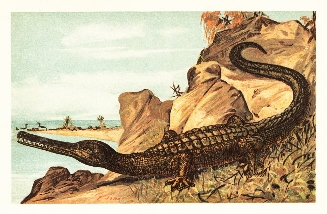 Teleosaurus Cadomensis by Unbekannter Künstler