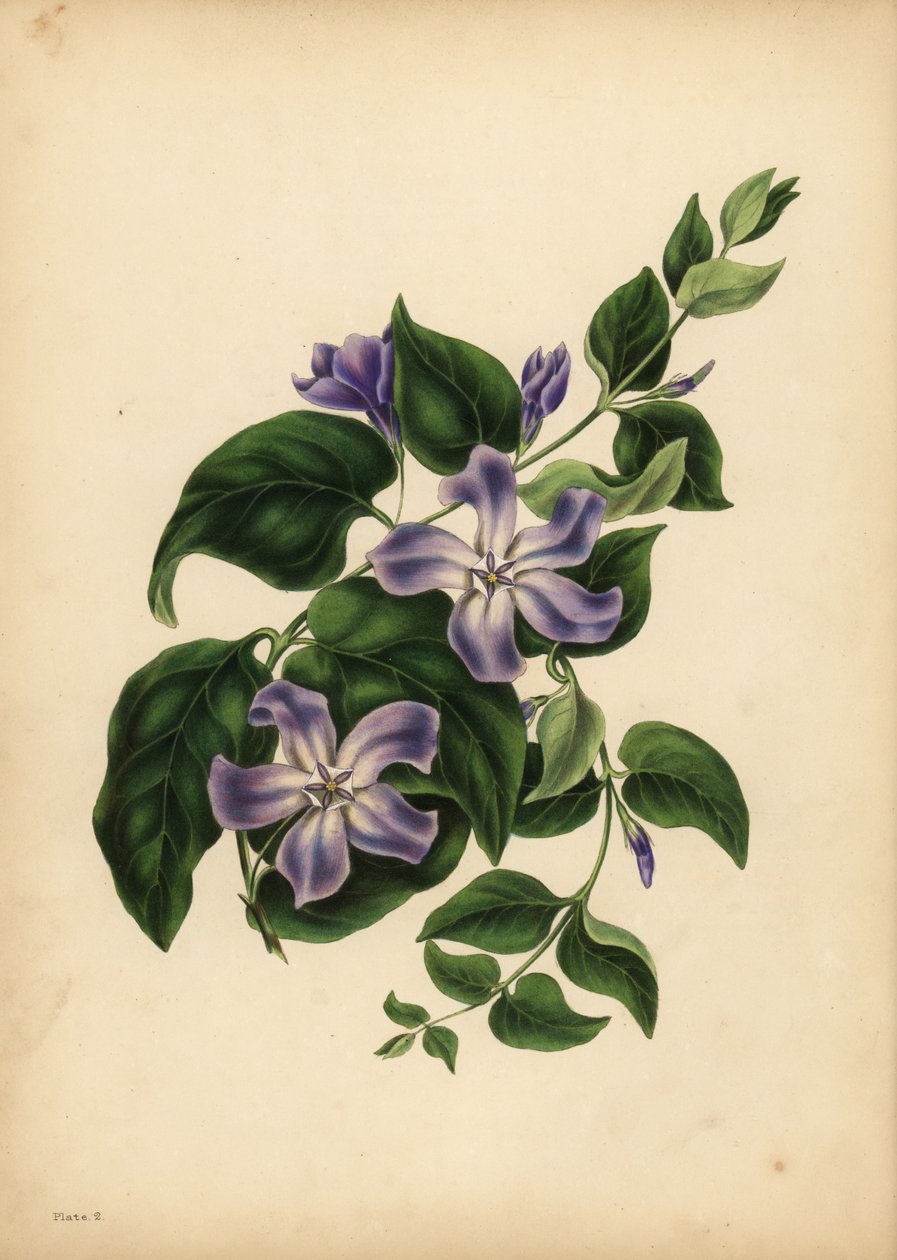 Periwinkle Plant Drawing Lesser Periwinkle Wall Art Prints & Posters