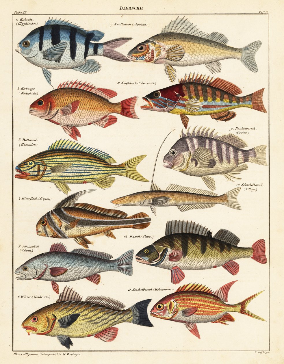 Varieties of Fish (lithograph) by Unbekannter Künstler