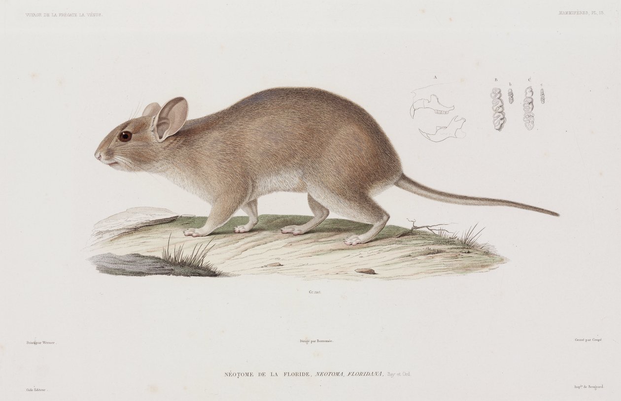 Woodrat, USA by Unbekannt: Premium art reproduction