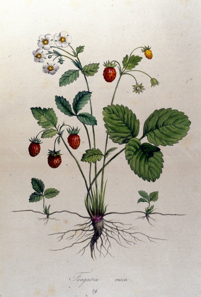 A strawberry tree and its fruits: 19th century botanical board