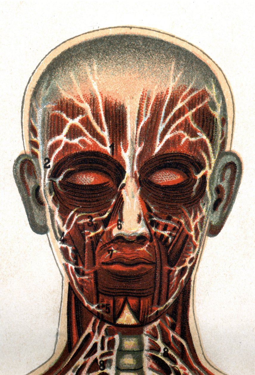Anatomy: cross section of the human skull, section seen from the front ...