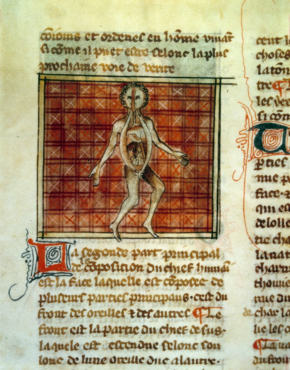 Anatomy of the Human Body by Unknown artist