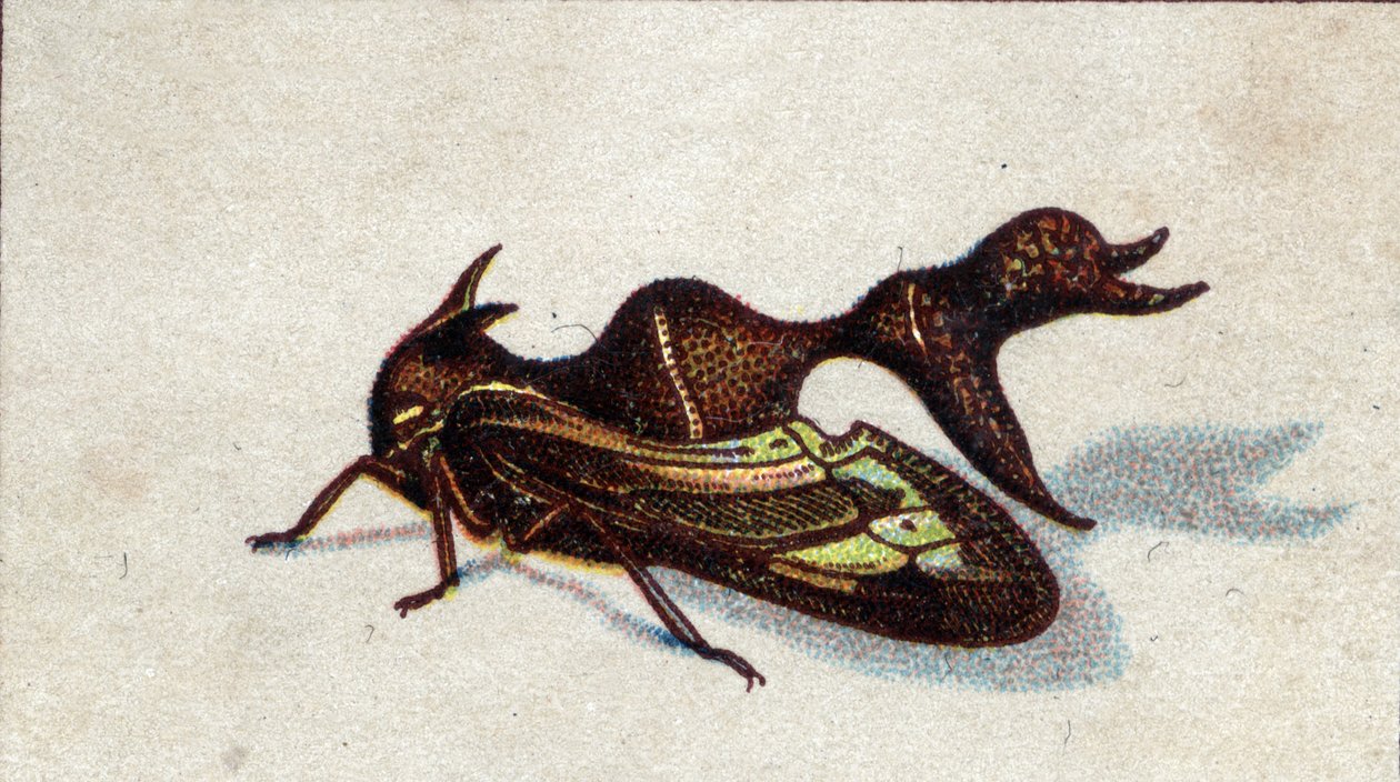 Entomology: Representation of a Female Biting Heteronote, Insect Series ...