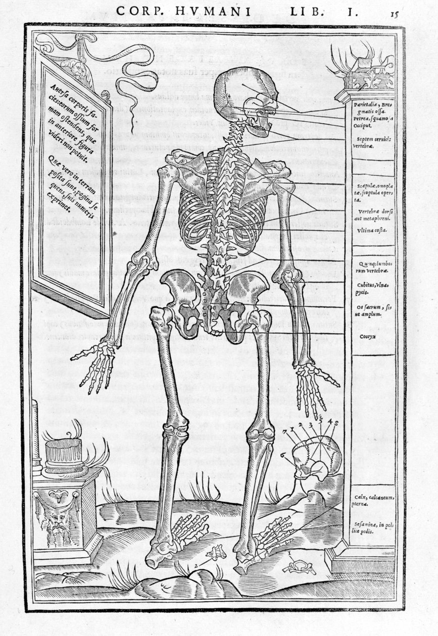Human skeleton, posterior part. Anatomical plate from 'De dissectione ...