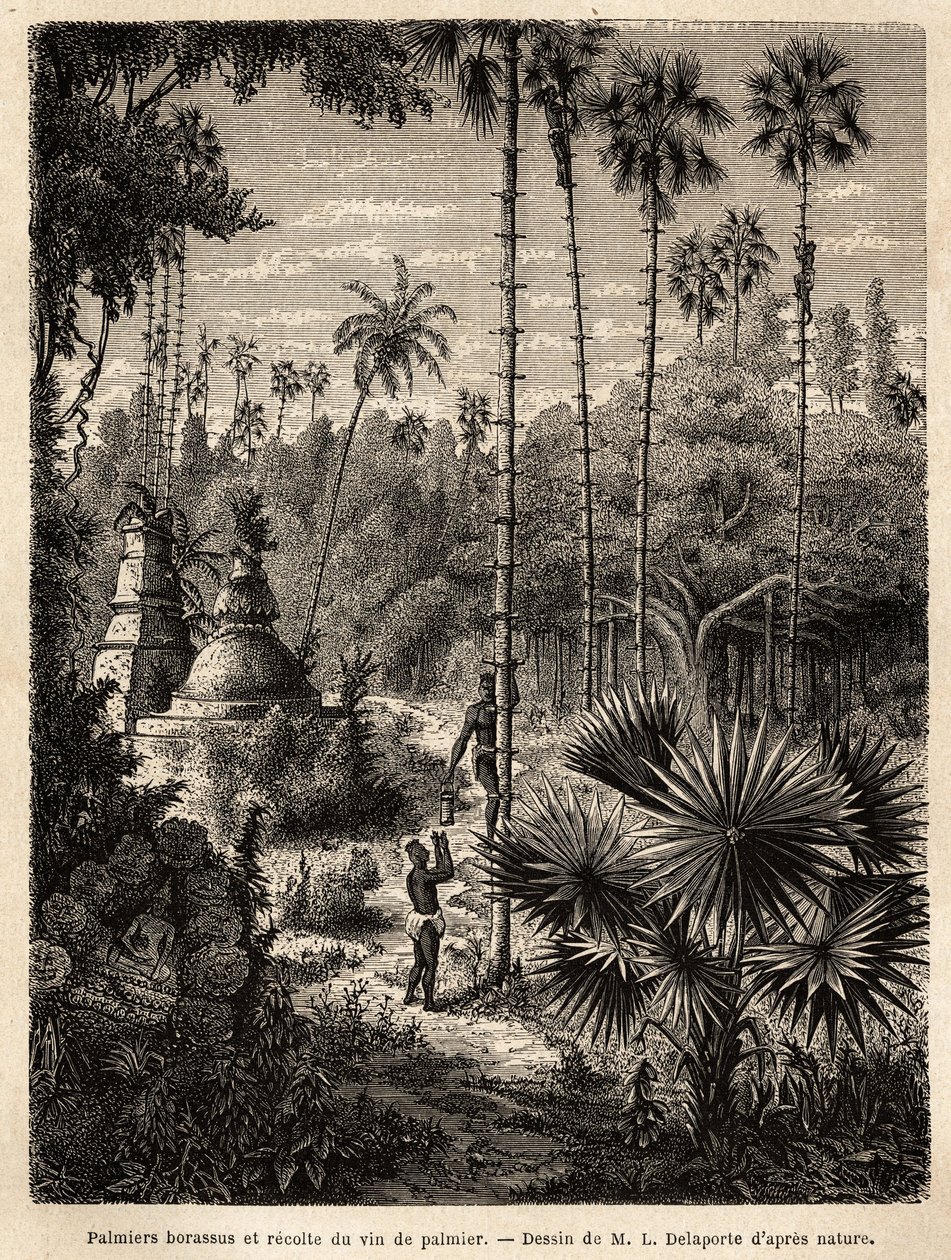 Planting borassus palm trees in Laos and collecting palm wine