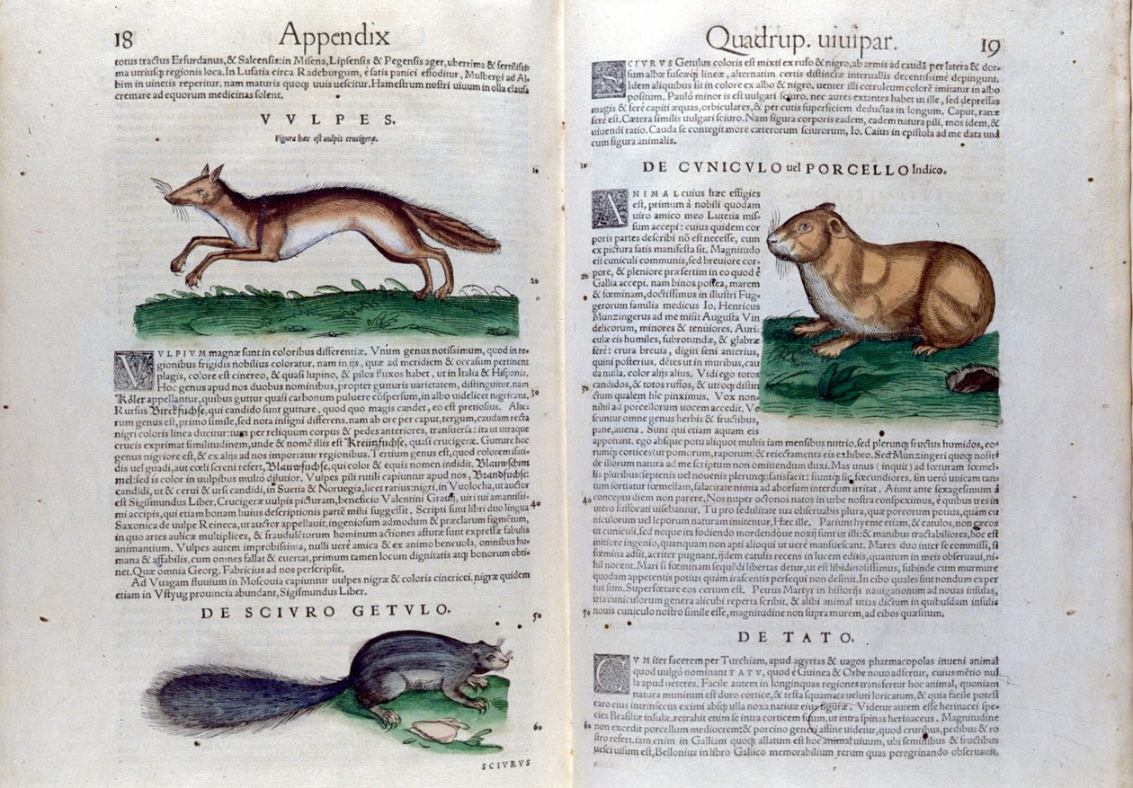 The double page of rodents in Historia Animalium by Conrad Gesner