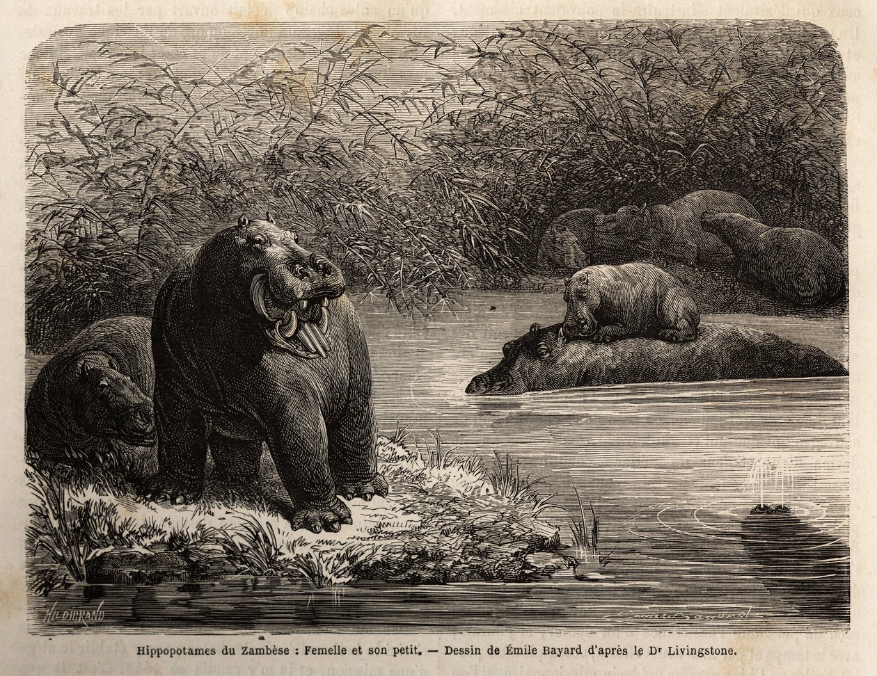 Zambese Hippopotamus: female and her young refreshing in the river
