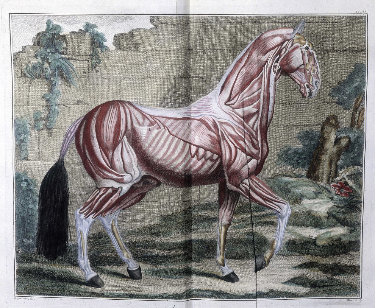 Horse Anatomy Drawing Musculatura | Horse Anatomy, Anatomy Art, Animal