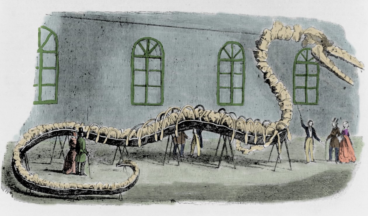 Dr. Albert C. Koch's fake sea snake. The skeleton was mounted with ...