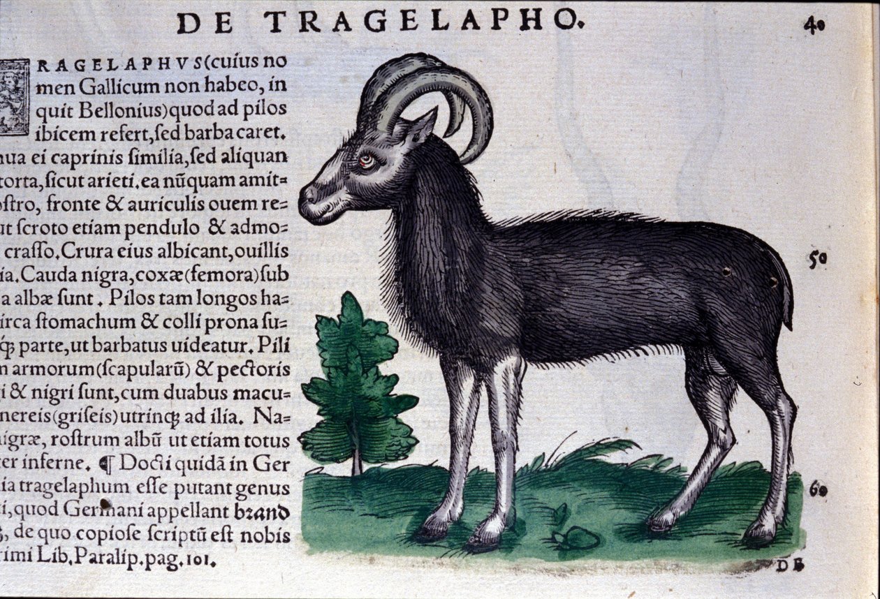 The Sheep in Historia Animalium by Conrad Gesner