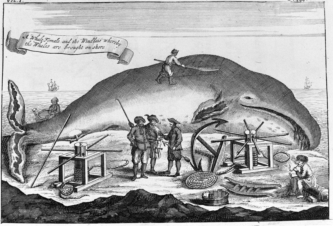 Whaling: ashore, sperm whale is cleaned (detached engraving from a book ...