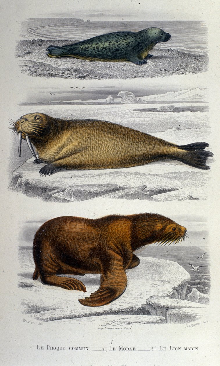Sea Lion Vs Seal Vs Walrus
