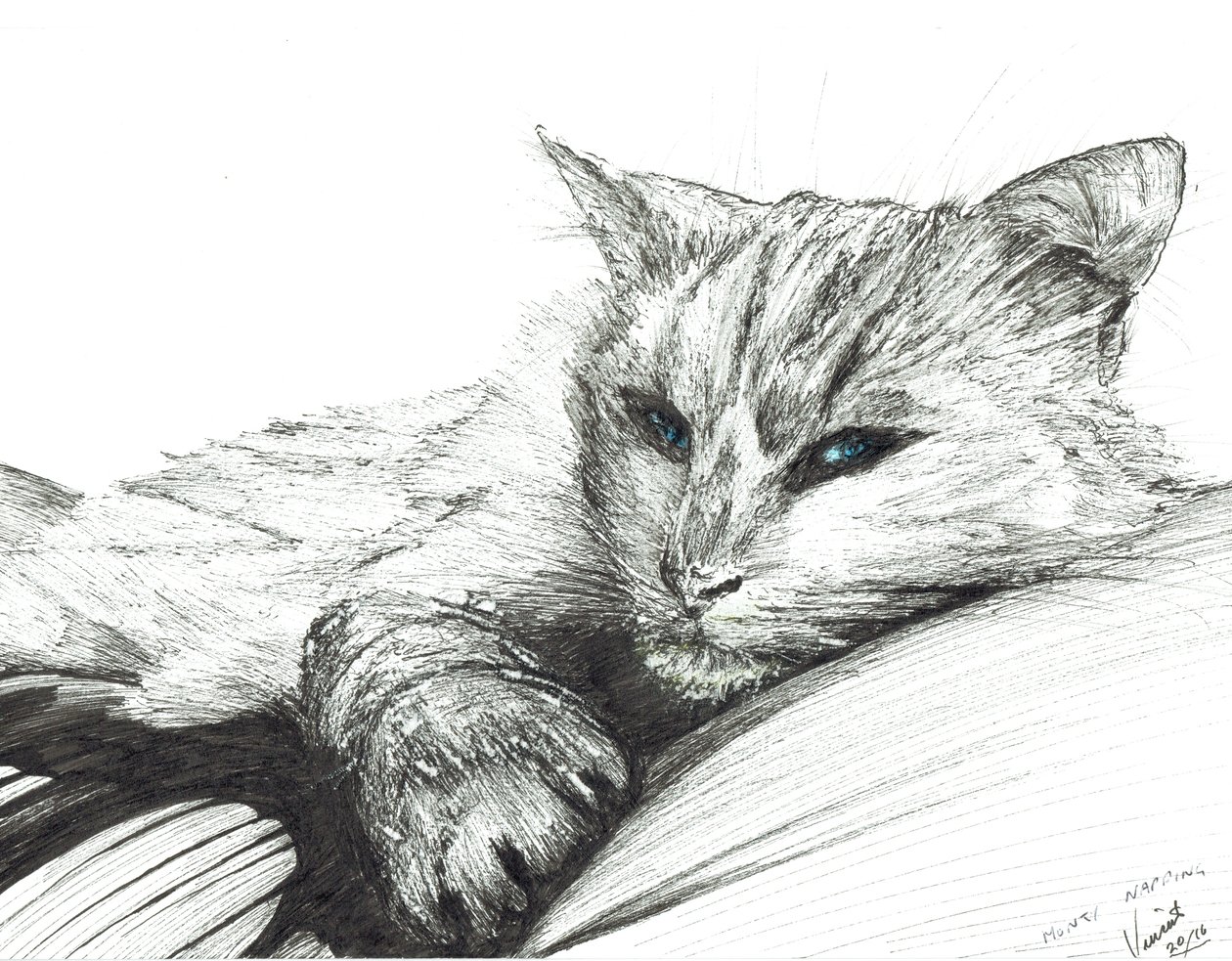 Monty, Napping by Vincent Alexander Booth: Fine art print